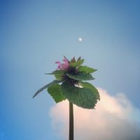 A Little Life Update and Availability Answers – Lilly Falconer, M.A.